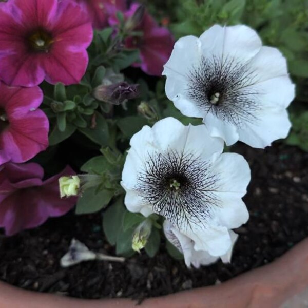 Calibrachoa Minifamous Neo Double Dark Blue X5 or X1 Attracts ...