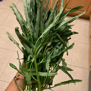 10/25/50 Seeds Moringa Oleifera Malunggay Sajina Shojne La Mu Shenano ...