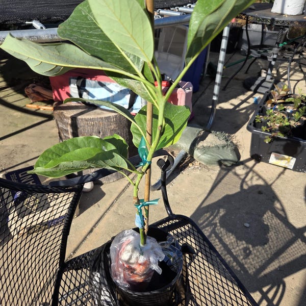 Pinkerton Avocado Tree- 1 Feet Tall - Grafted Tree - Ship in Plastic ...