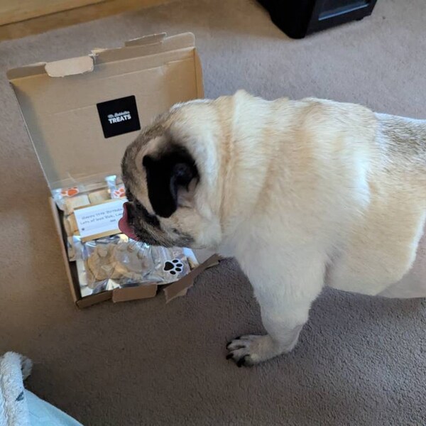 Letterbox Dog Treat Box: Gourmet Puppy Dog Gift With Free UK Delivery ...
