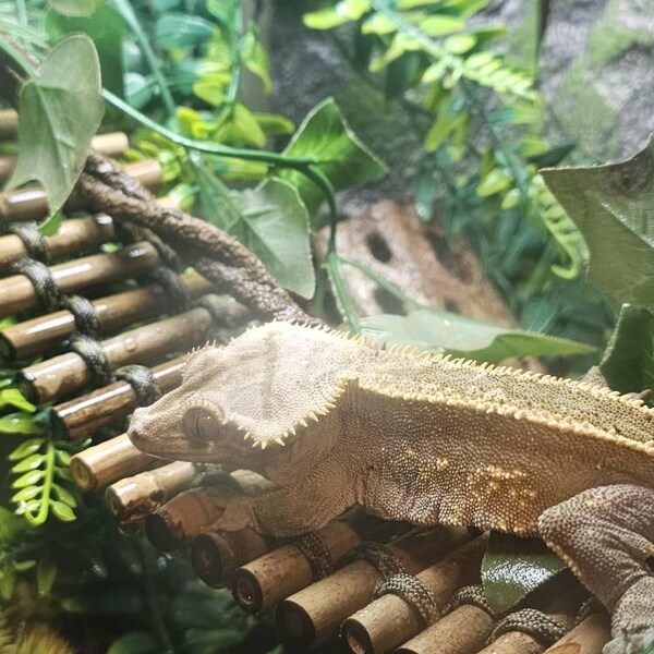 Bamboo Bridge - 2.5" Width - (perfect for Young Crested Geckos, Tree ...