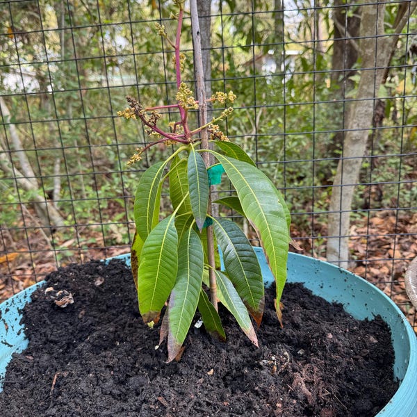 Ice Cream Dwarf Mango Tree Grafted - 18" to 24" - Etsy