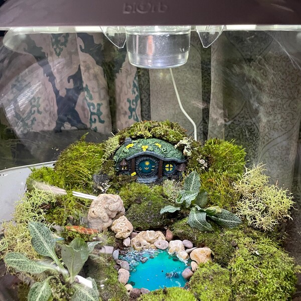 Large Terrarium Kit DIY / Live Moss / Tropical Plant, Bioactive ...