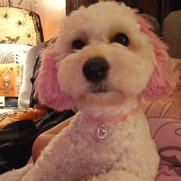 Pink Flower Princess Cat Collar,small Dog Wedding Lace Collar.wedding ...