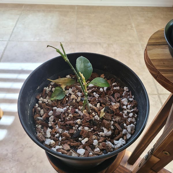 Orchid Repotting Kit With Fine Fir Bark Mix and 4 Clear Round Slotted ...