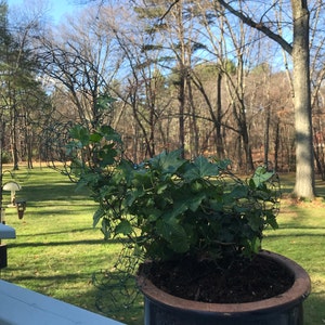 Boxer Topiary Frame | Etsy