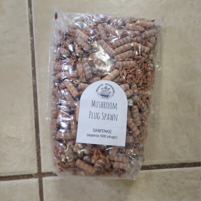 Shiitake Mushroom Plug Spawn 500x FREE USA Shipping - Etsy