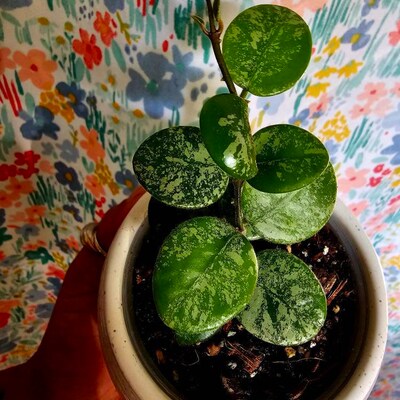 Hoya Lacunosa Leopard Skin 2-inch Exact House Plant - Etsy