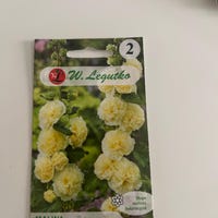 Strawberry Temptation / Fragaria X Ananassa / Very Sweet. Easy Growing ...