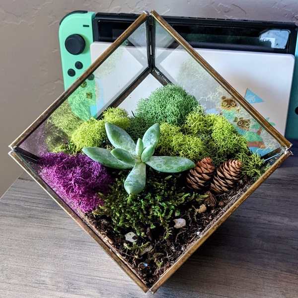 DIY - Mod Moss Terrarium Kit - Use Your Own Container - Etsy