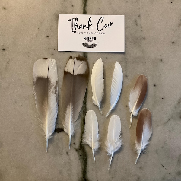1x Pair of Cruelty-free Matching Pigeon/ Rock Dove Feathers - Small ...