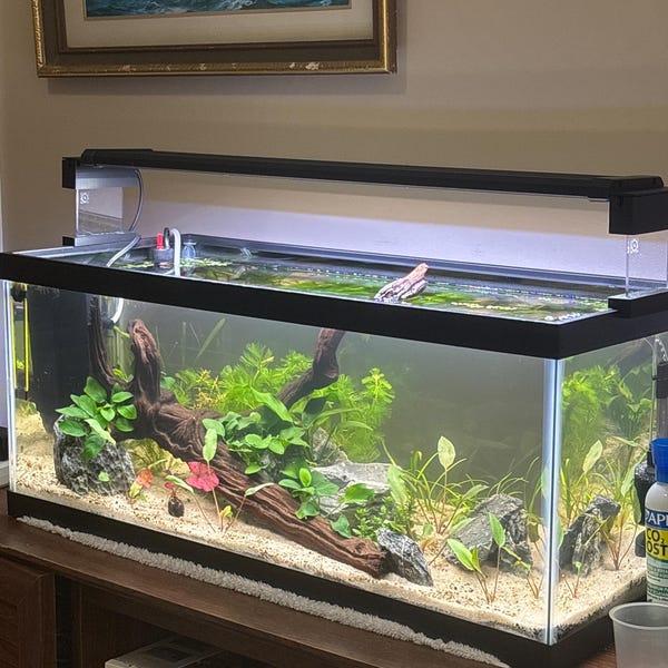 Finnex Stingray Original LED Light Riser, Attractive Stable Elevated ...