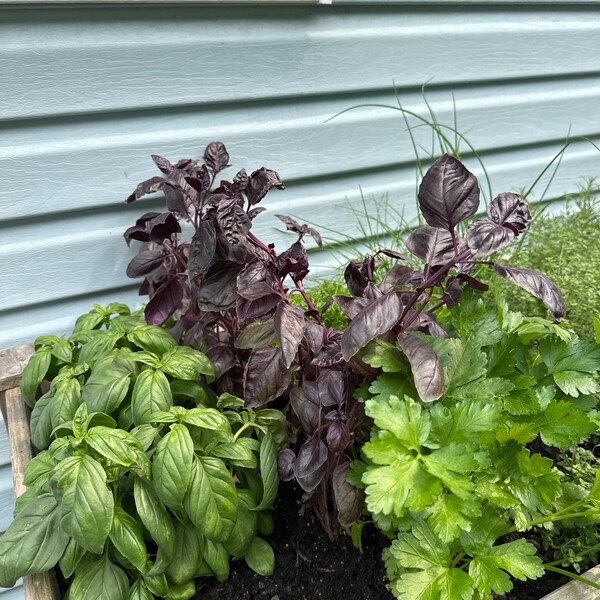 Purple Basil Live Plant ~ Red Rubin ~ Ready for Planting in Home Garden ...