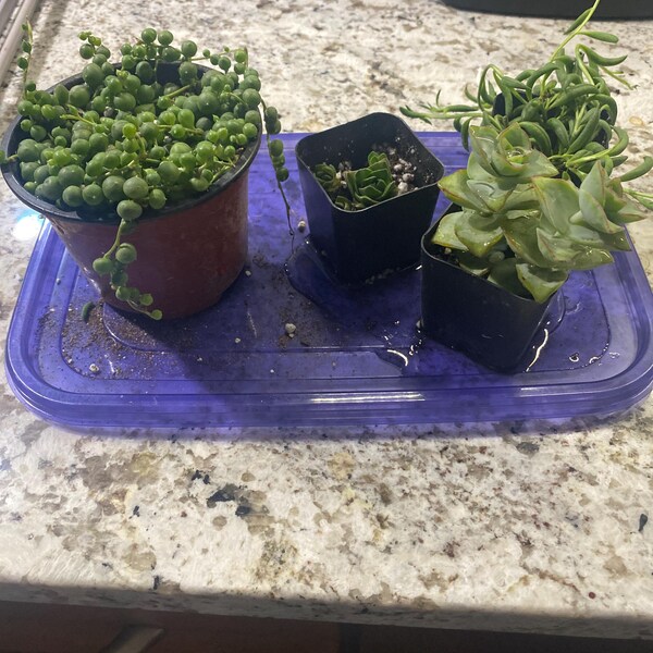 String of Buttons | 2 Inch | Crassula Perforata | Live Succulent Plant ...
