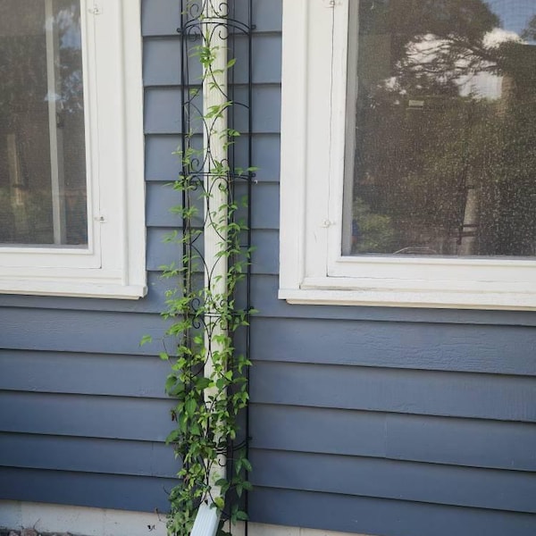 CLEMATIS 'EDDA'. Plant. Perennial. - Etsy