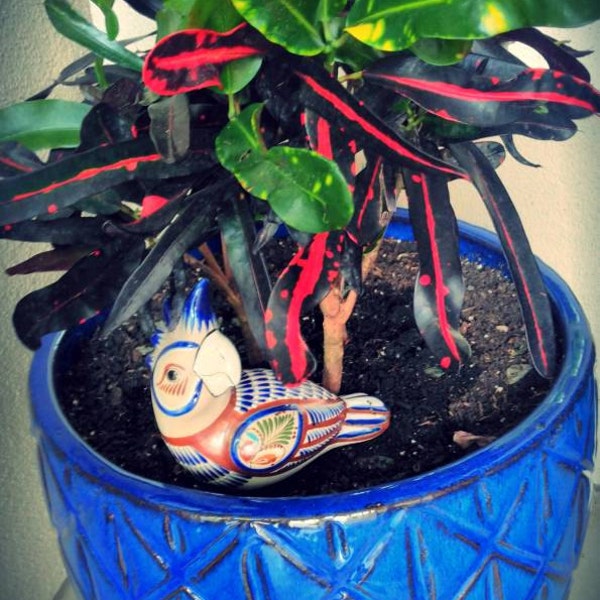 Victorian Cape Sewing Pattern, Uncut, All Sizes - Etsy