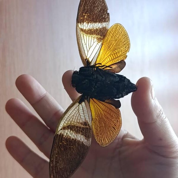 World's Largest Cicada Species 7-8" Wingspan | Megapomponia Merula ...