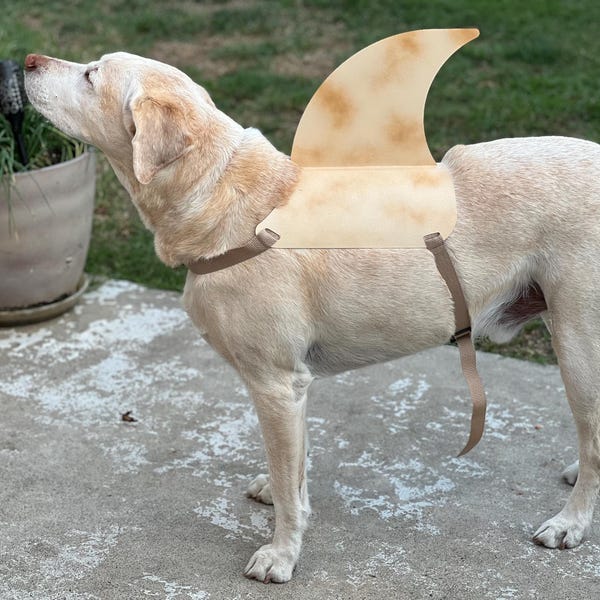 ORCA Fin for Your Large Dog. Killer Whale Fin for Your Large Dog - Etsy
