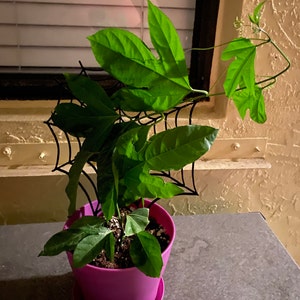 Plant Trellis Cebu Blue Pothos Plant Art Plant Decor | Etsy