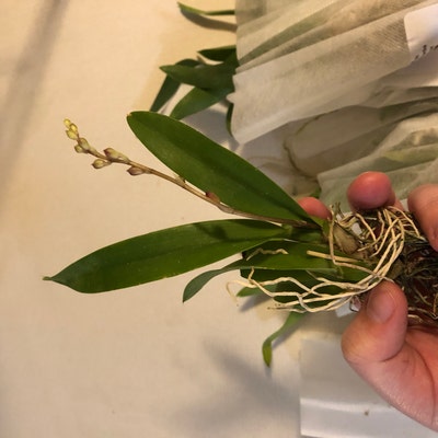 Mini Orchids Rare Perfect for Terrariums, Lonopsis, Mini Vandas, Mini ...