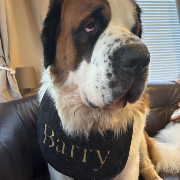 Big Dog Slobber Drool/slobber Bibs 2 Designs - Etsy