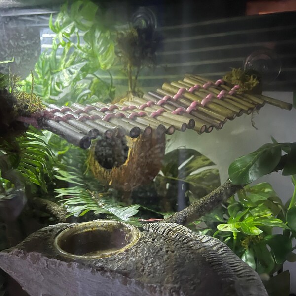 Bamboo Bridge- 4" Width - (perfect for Crested Geckos, Leopard Geckos ...