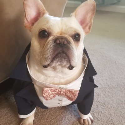 Navy Blue Dog Tuxedo With Blush Bow Tie Dog Wedding Attire Formal Dog Suit English Bulldog ...
