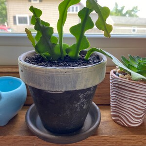 Ludochilus Sea Turtles Jewel Orchid - Etsy