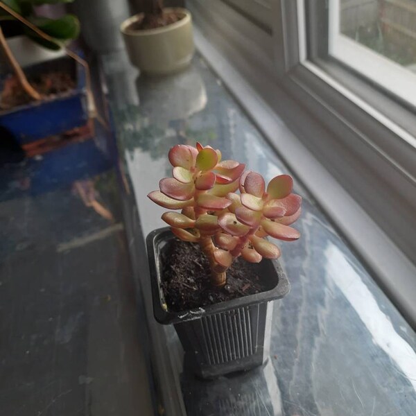 Red Lampranthus - Ice Plants - Drought Tolerant - Coastal Hardy ...