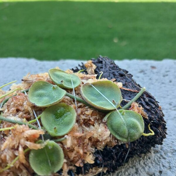 Sedum Multiceps / Miniature Joshua Tree old Trunk - Etsy