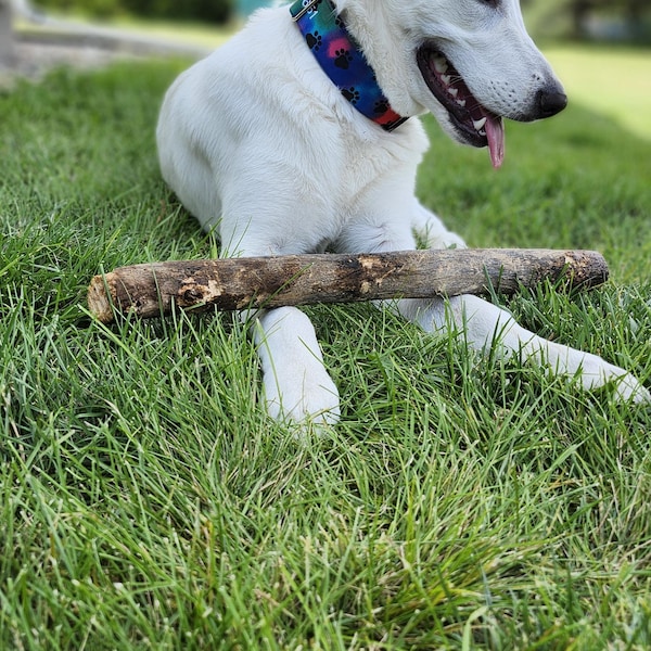 Cute Dog Harness - Personalized Harness - Female Dog Harness ...