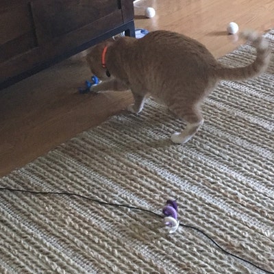 Three Candy-coated Popcorn Cat Toys Filled With Organic Catnip - Etsy