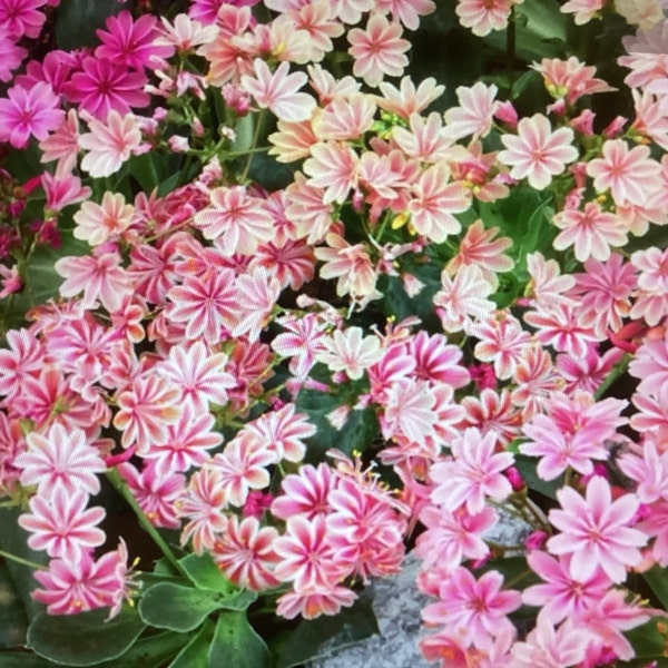 Angelonia Serena Seeds Angelonia Serena Flower Seed Mix 10 Seeds - Etsy