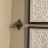 Wall Air Plant Holder Display (hanging) - Air Plant Hanger - Diamond ...