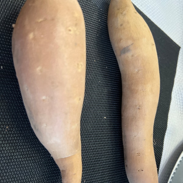 Hannah White Organic Seed Sweet Potatoes Yam Potato Tubers Heirloom Non ...