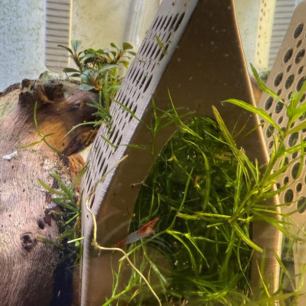 Betta Lair, Aquarium Swim Through Cave Decoration for Aquatic Pets ...