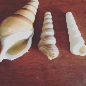 The Magic Conch Mini Size Caramel by Shellpipe free Pipe & Screens W ...