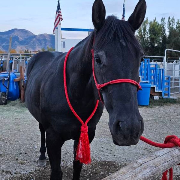 Custom Neck Rope - Liberty Neck Rope, Bridleless Neck Rope, Clinician ...