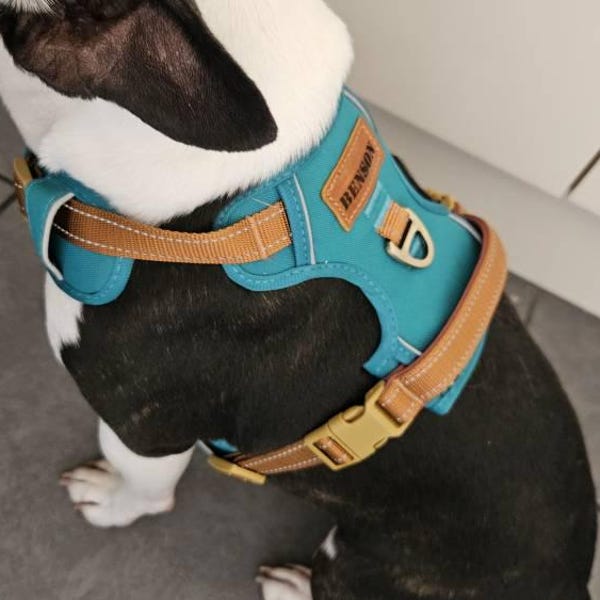 Personalized Pet Harness, Night Reflective Collar With Customized Name ...