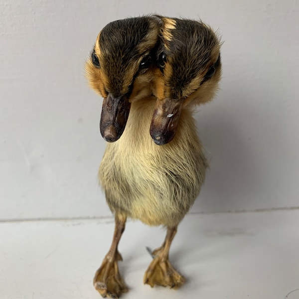 Thriller Strange 2 Headed 1：1 Duck Taxidermy Brown Duckling Oddity Home ...