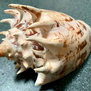 Rubber Ice Cap Miller Rubber Sundries Ice Cap 251 Oval - Etsy