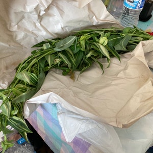 Salix Koriyanagi 'rubykins' Korean Basket Willow - Etsy