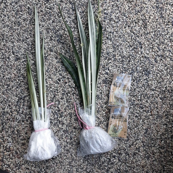 Anthurium Zara X Michelle Doc Block Hybrid - Etsy