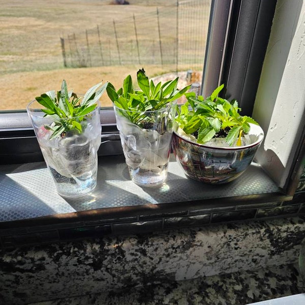 5 Live Leucanthemum Superbum Snowcap Shasta Daisies Perennial Plants ...