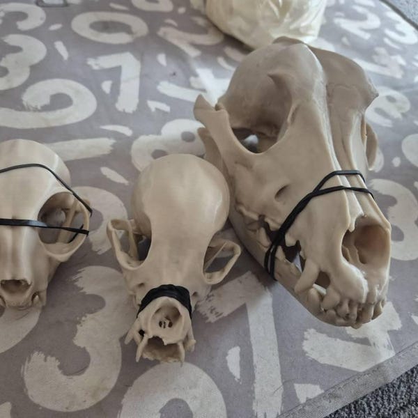 Red Fox Skull Life Size - 3D Printed Animal Replicas, Ideal Shelf ...