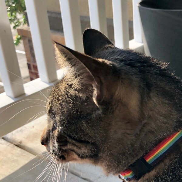 The Rainbow Breakaway Cat Collar - Etsy