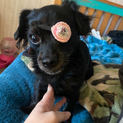 Custom Eye Patch for Dogs or Cats 100 % Cotton/ No Felt - Etsy