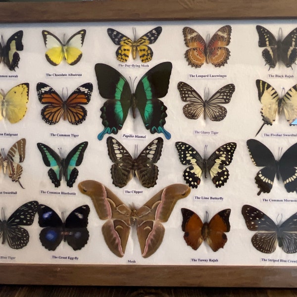 Set Mix Beetle Real Insect Taxidermy Entomology Wood Box Display Home ...