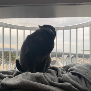 Cat Solarium Sunroom Package: the Ultimate Cat Window Box. - Etsy