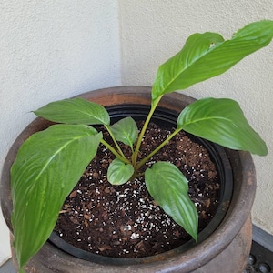 RS Ariel African Violet Live Plant, Young Starter in a 4 Pot Plant ...
